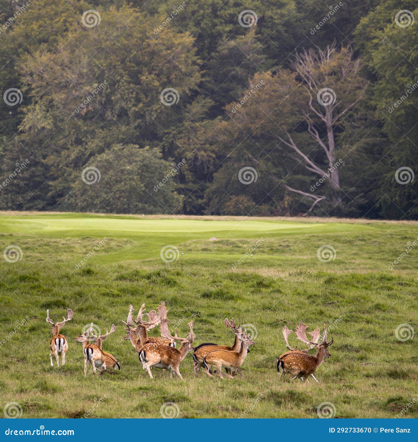 Group of Deer in Dyrehaven, North of Copenhagen Stock Photo - Image of ...