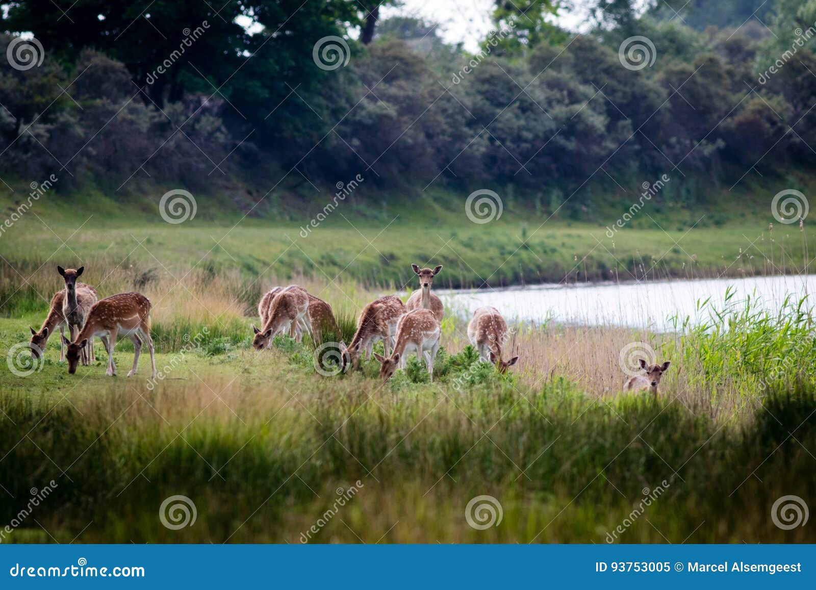 Group of deer stock image. Image of wildlife, park, green - 93753005