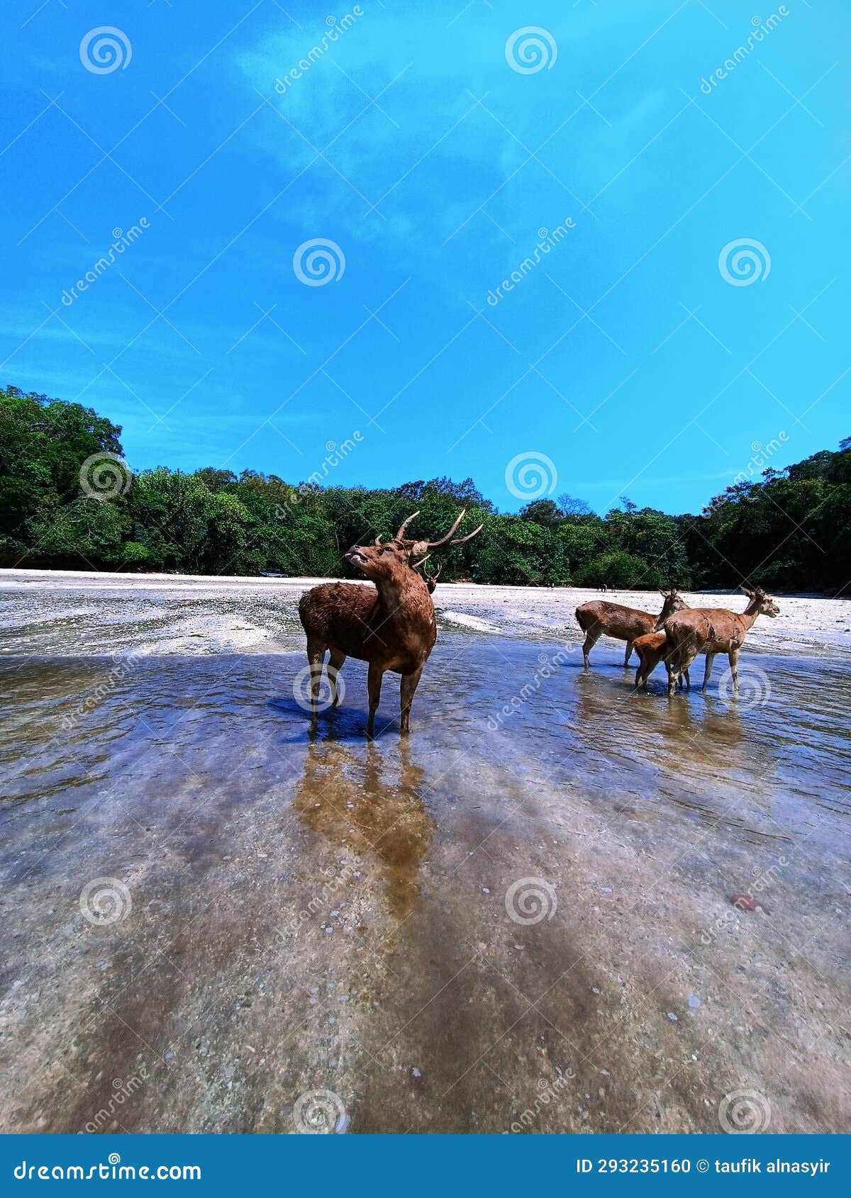 A Group of Deer on the Edge of a Forest River Stock Photo - Image of ...