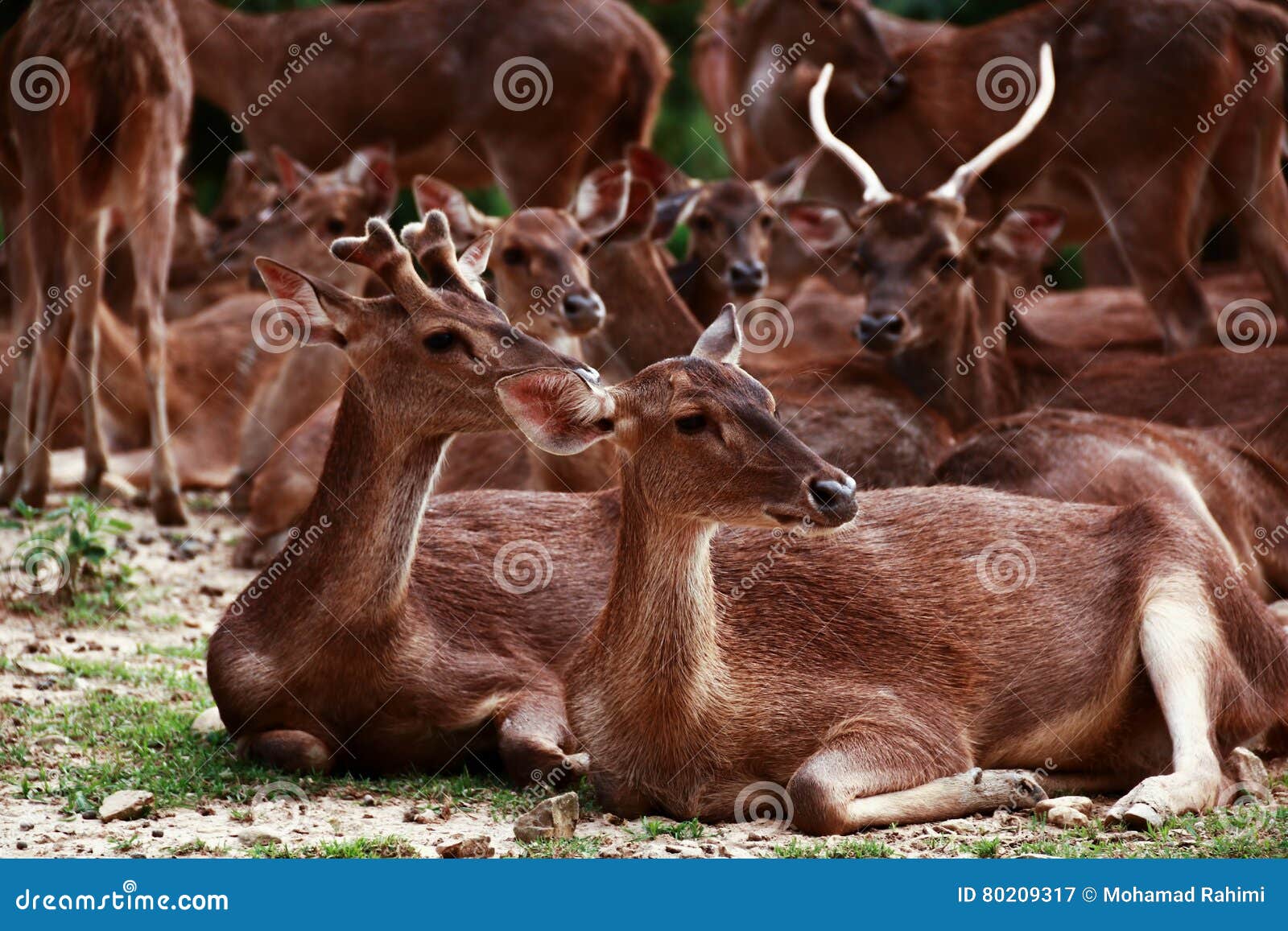 Group of deer stock image. Image of blue, conservation - 80209317