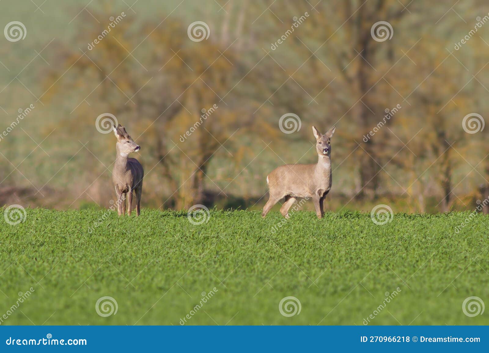 A Group of Deer in a Field in Spring Stock Photo - Image of ruminant ...