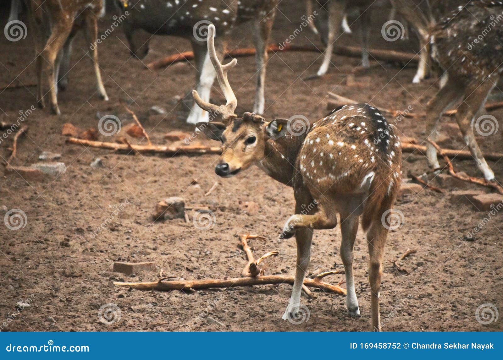 Deer Scratching Horns Itself Stock Photos - Free & Royalty-Free Stock ...