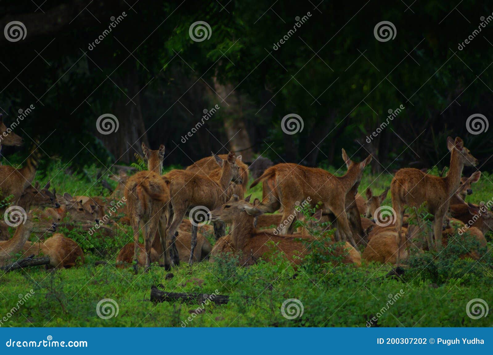 A Group of Deer in the Forest Stock Photo - Image of javanese, cervidae ...