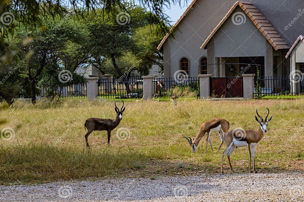 Group of Deer in Front of a Country House Stock Image - Image of summer ...