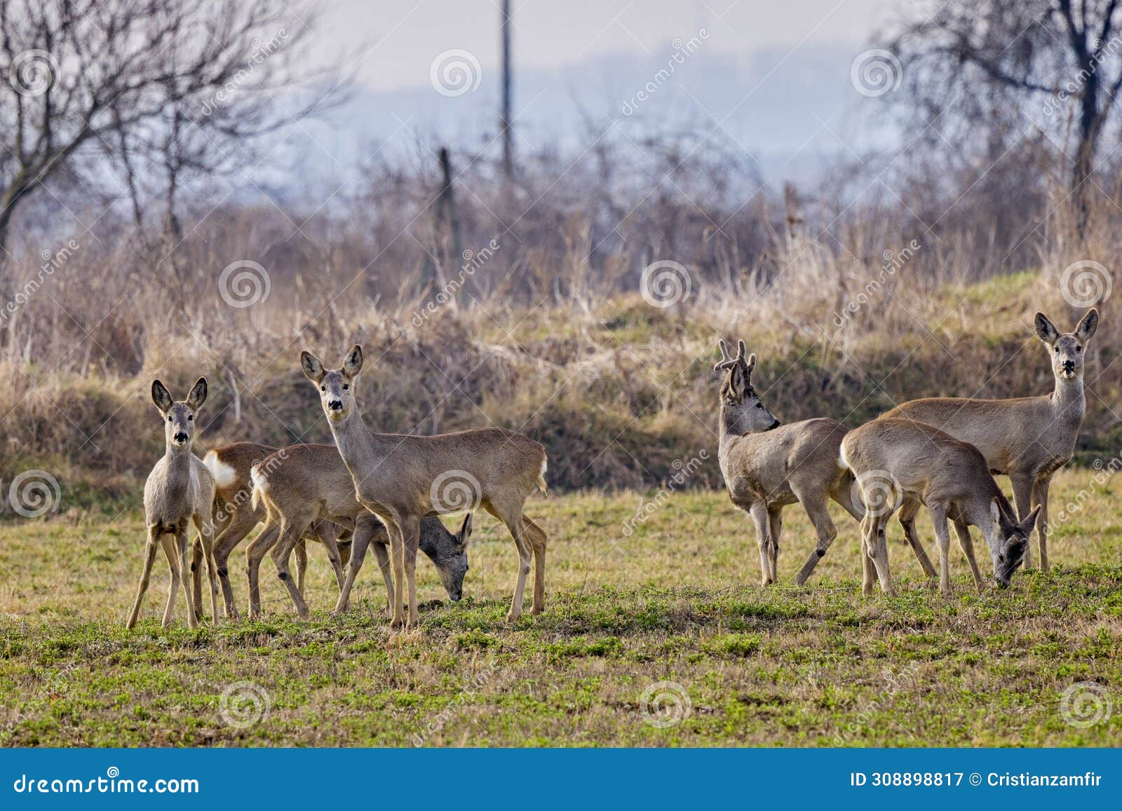 Group of Deer Grazing in a Field. Stock Image - Image of herd, feeding ...