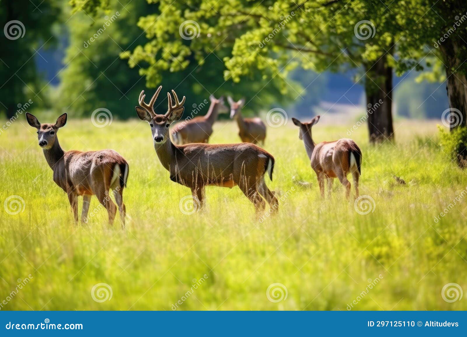 A Group of Deer Grazing in a Meadow Stock Photo - Image of greenery ...