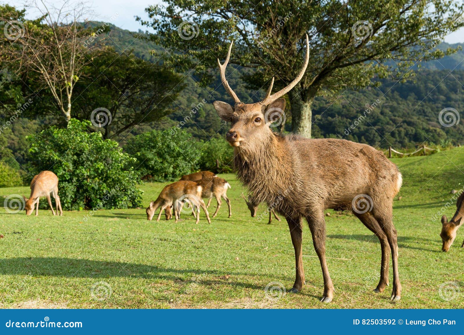 Group of deer stock photo. Image of japanese, sunny, female - 82503592
