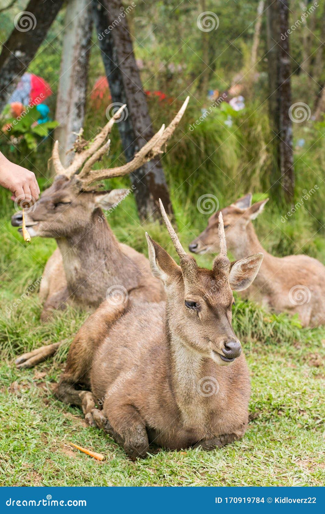 Group of Deer, Herd, Sitting at the Grass Field Stock Photo - Image of ...