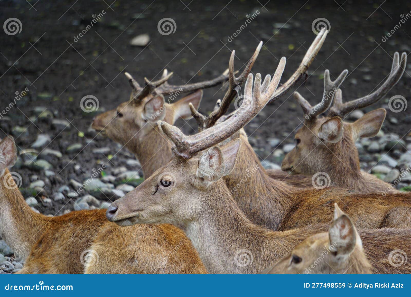 A group of deer in nature stock image. Image of deer - 277498559