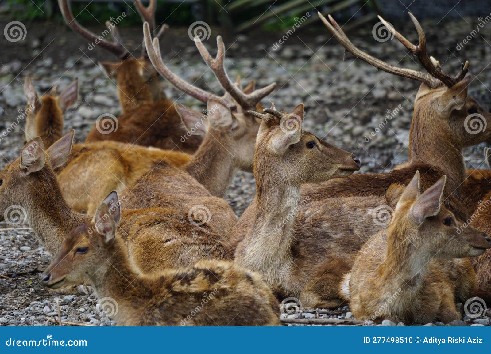 A group of deer in nature stock photo. Image of danger - 277498510