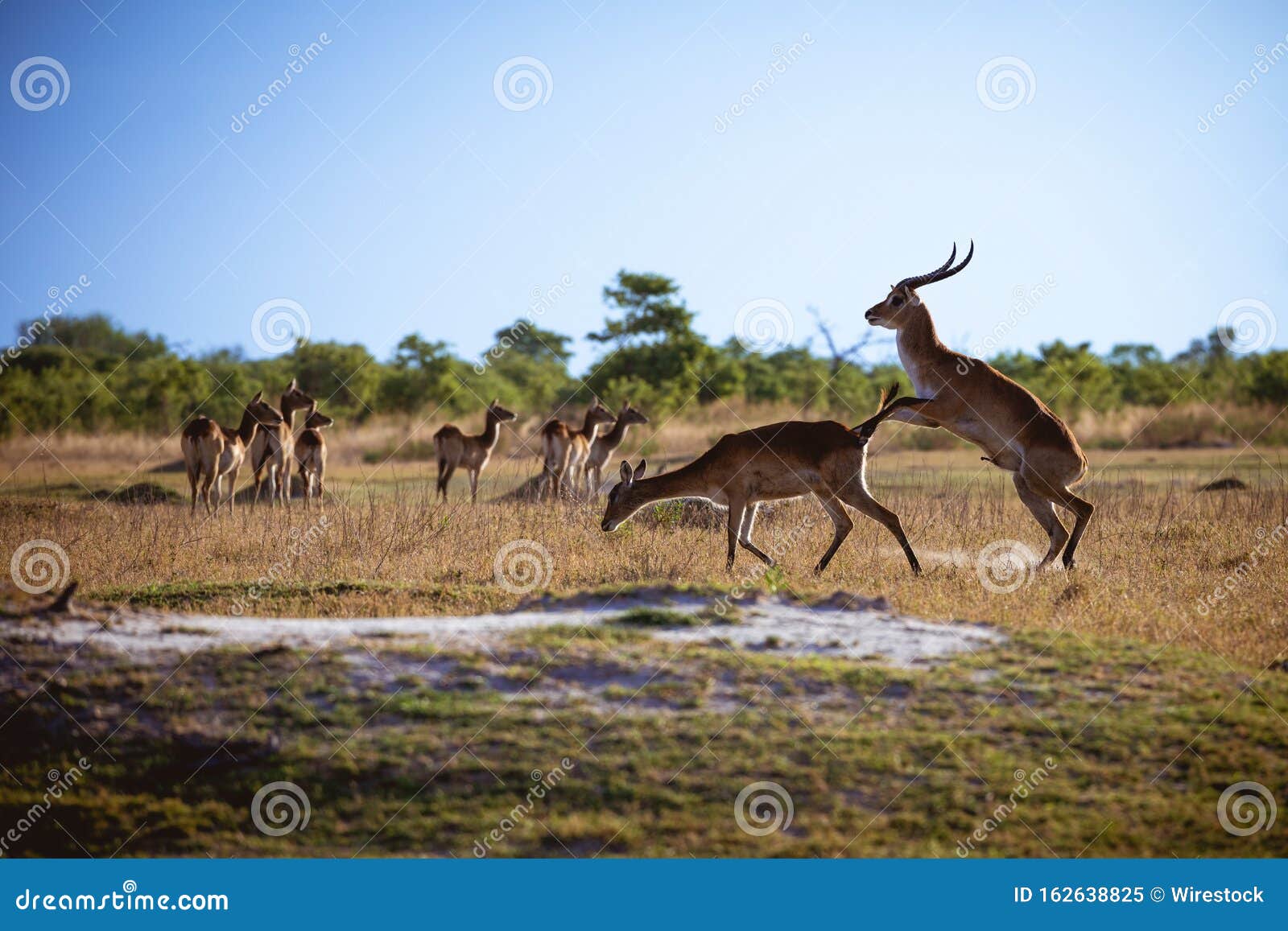 Group of Deer Running and Playing on a Desert with Some Trees in the ...