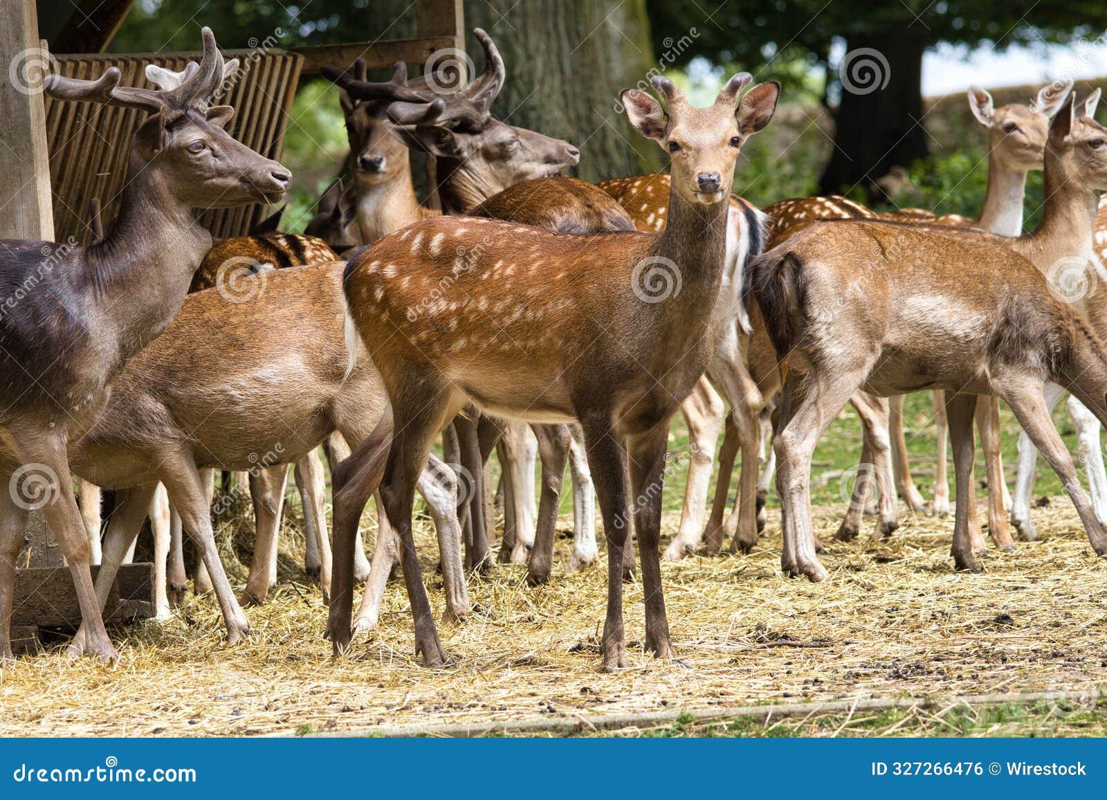 Group of Deer Standing Together in a Natural Habitat with Trees in the ...