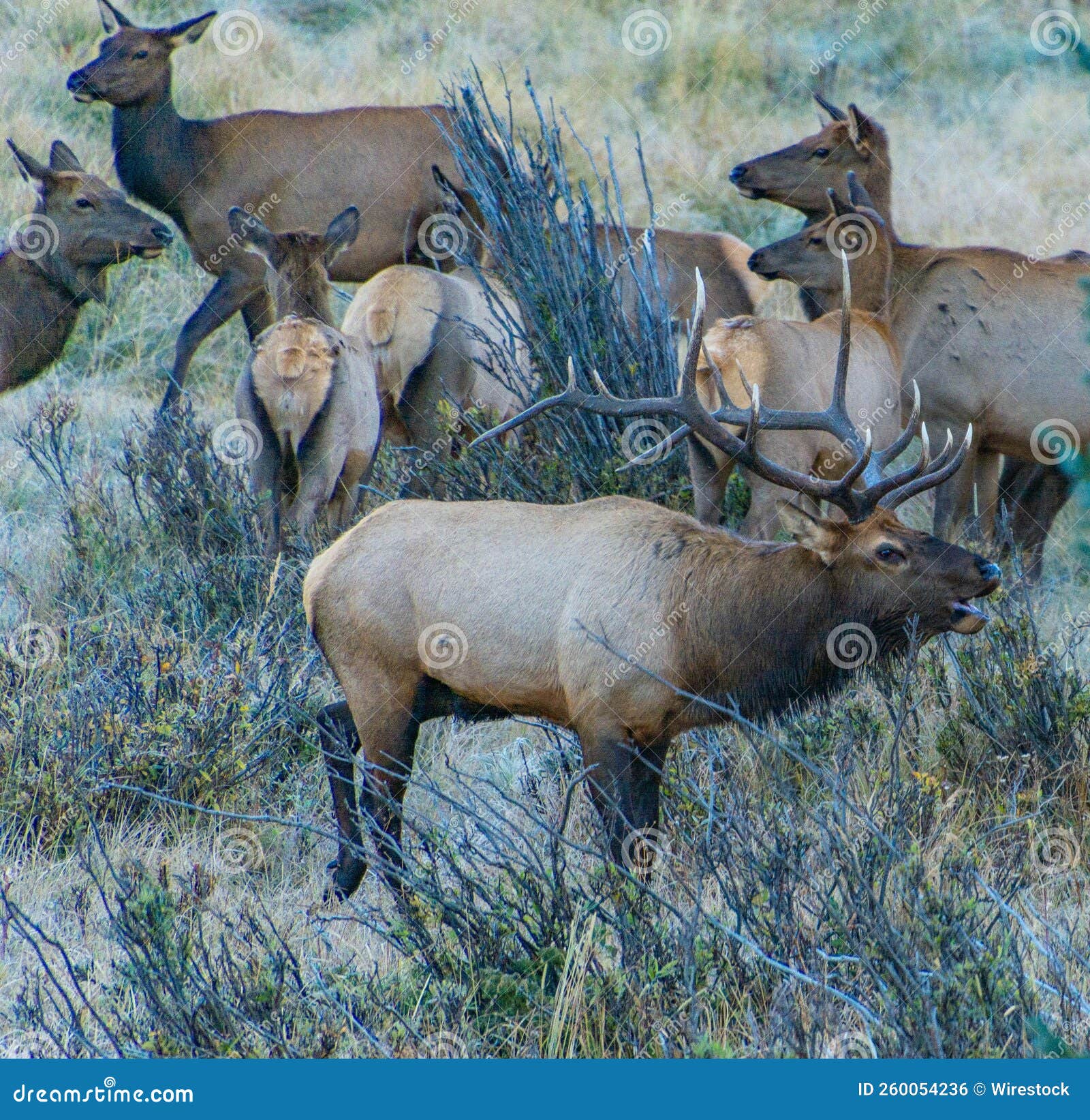 Group of Deer in Their Natural Habitat Stock Photo - Image of habitat ...