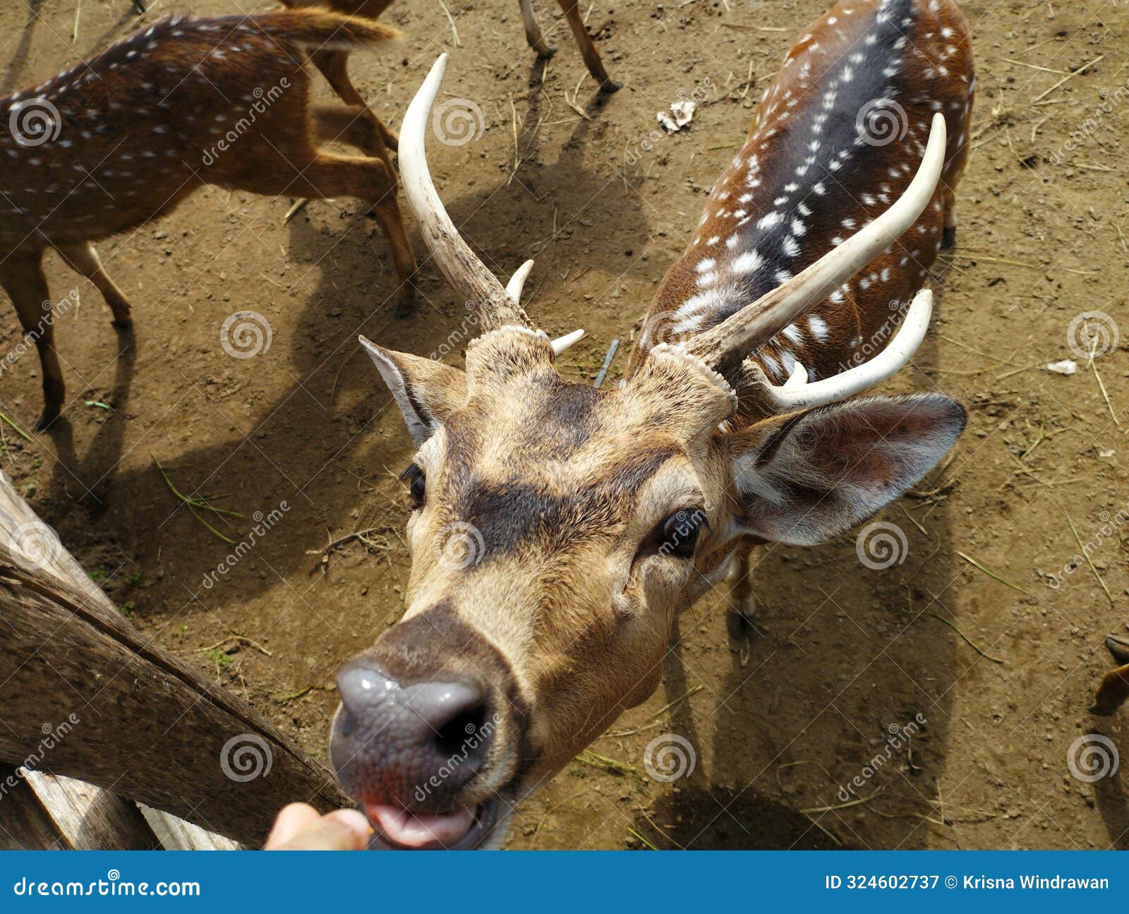 Group of Deer of Various Species Standing in a Dirt Field, Some Looking ...