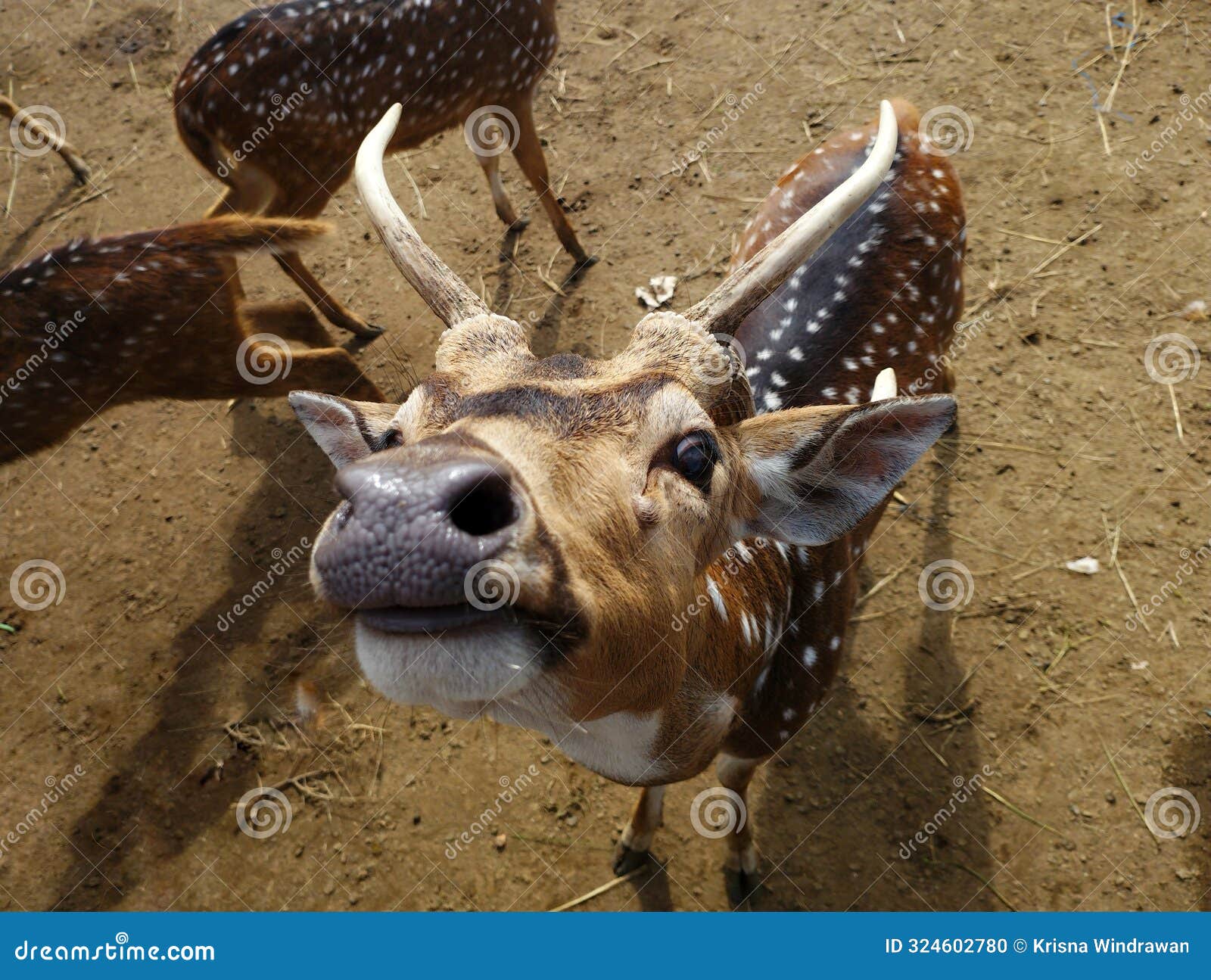 Group of Deer of Various Species Standing in a Dirt Field, Some Looking ...