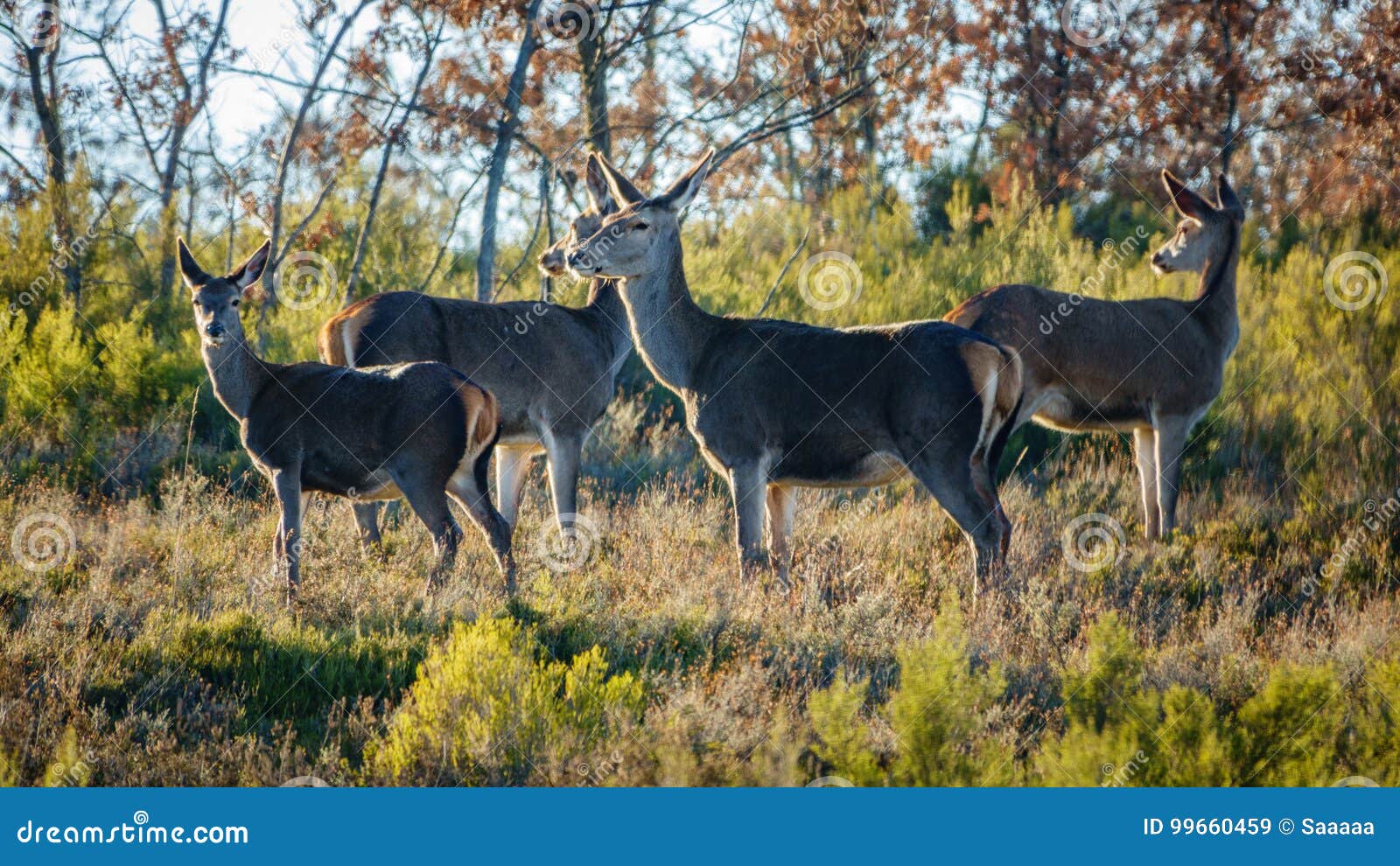 Group of deer watching stock image. Image of bellow, surprised - 99660459