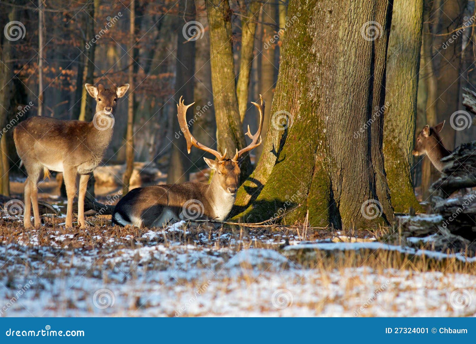 Group of deers stock image. Image of grand, antlered - 27324001
