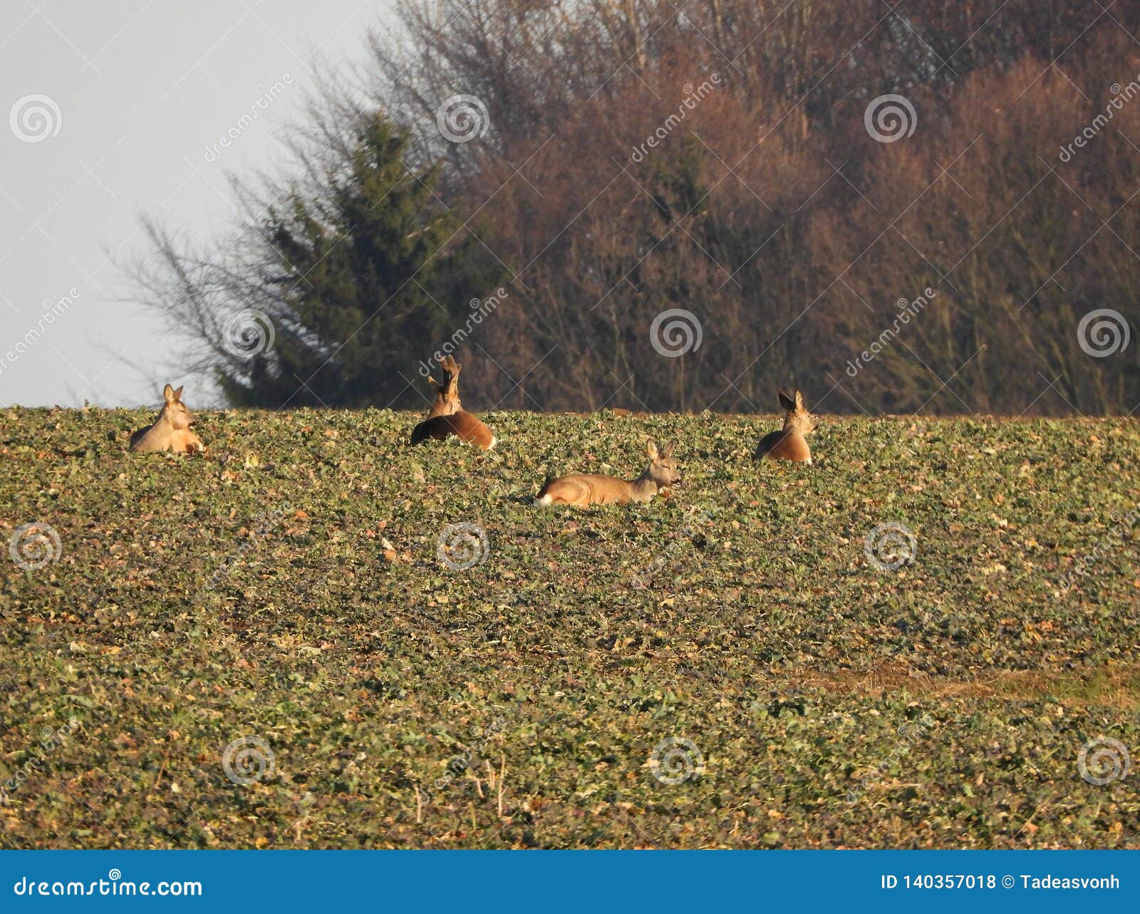 A Group of Deers Enjoying a Sunday Siesta Stock Photo - Image of nature ...