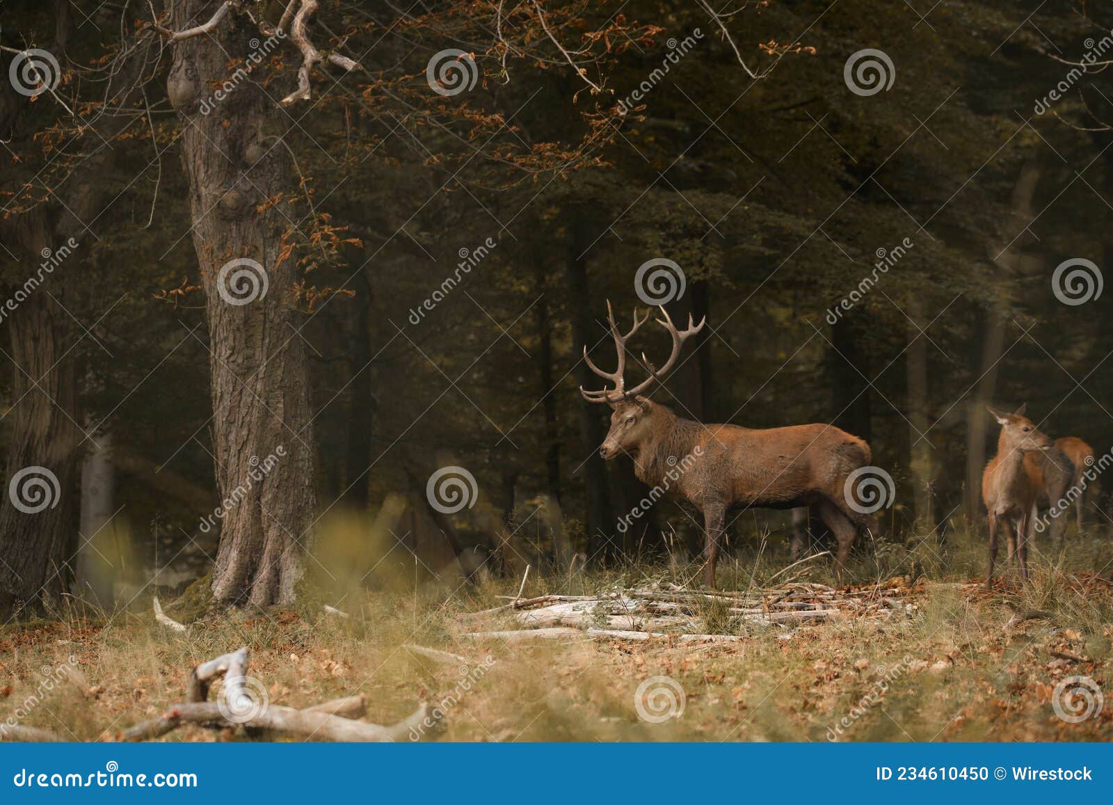 Group of Deers Walking in a Fall Forest with a Buck. Stock Photo ...