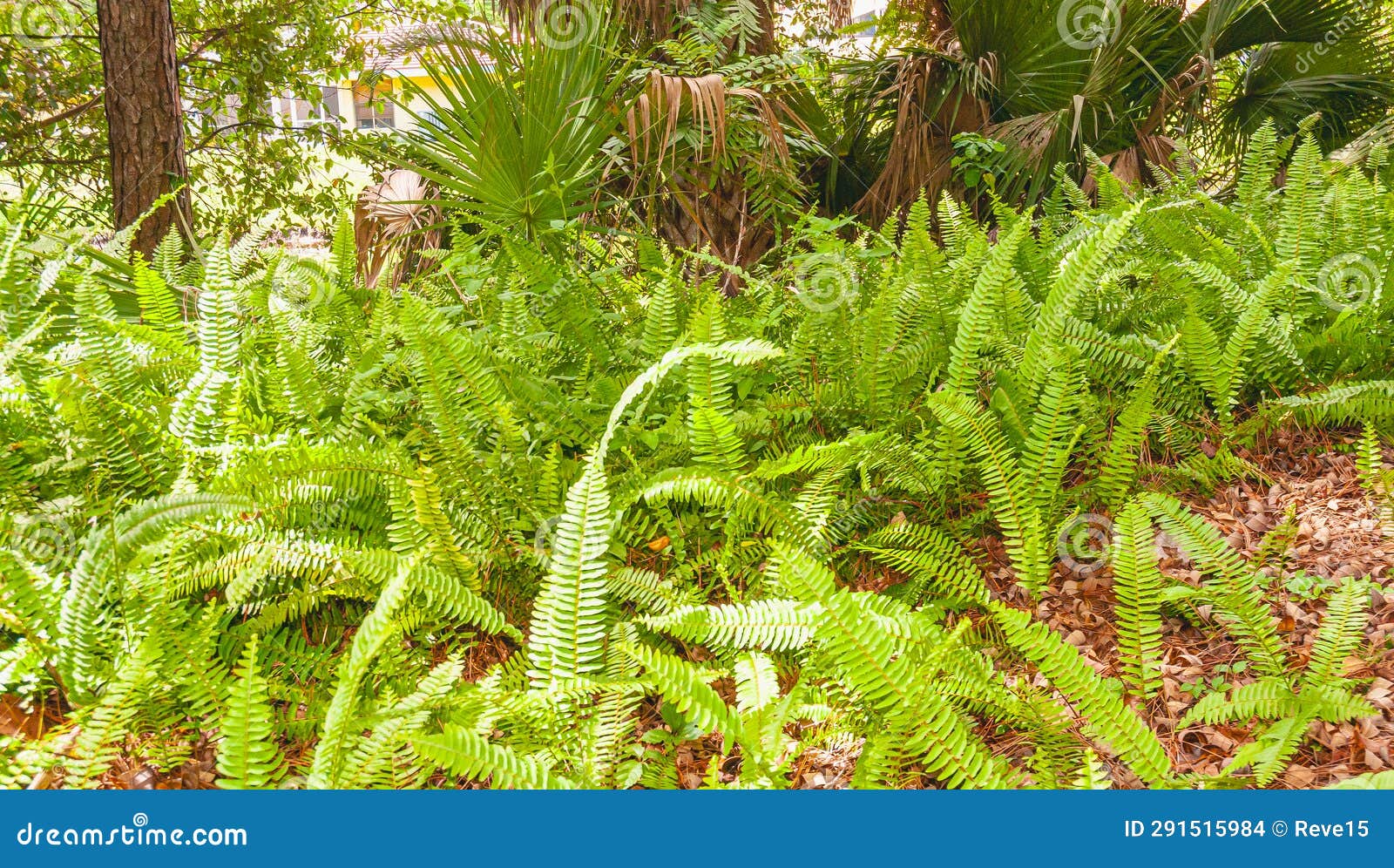 Group of Delicate Fern Plants, Growing on Tropical, Forest Floor Stock ...