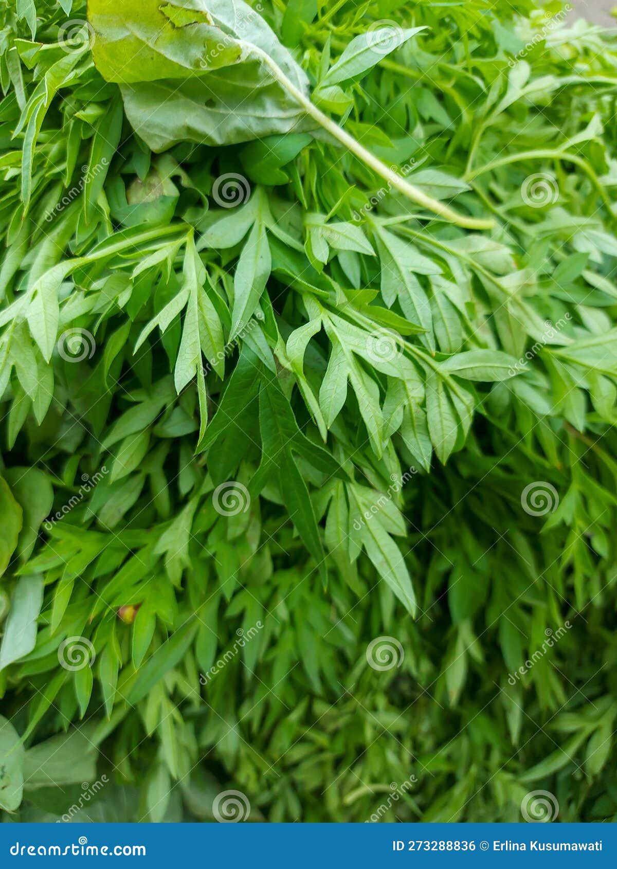 A Group of Dhikr Vegetables for Background Stock Photo - Image of lawn ...