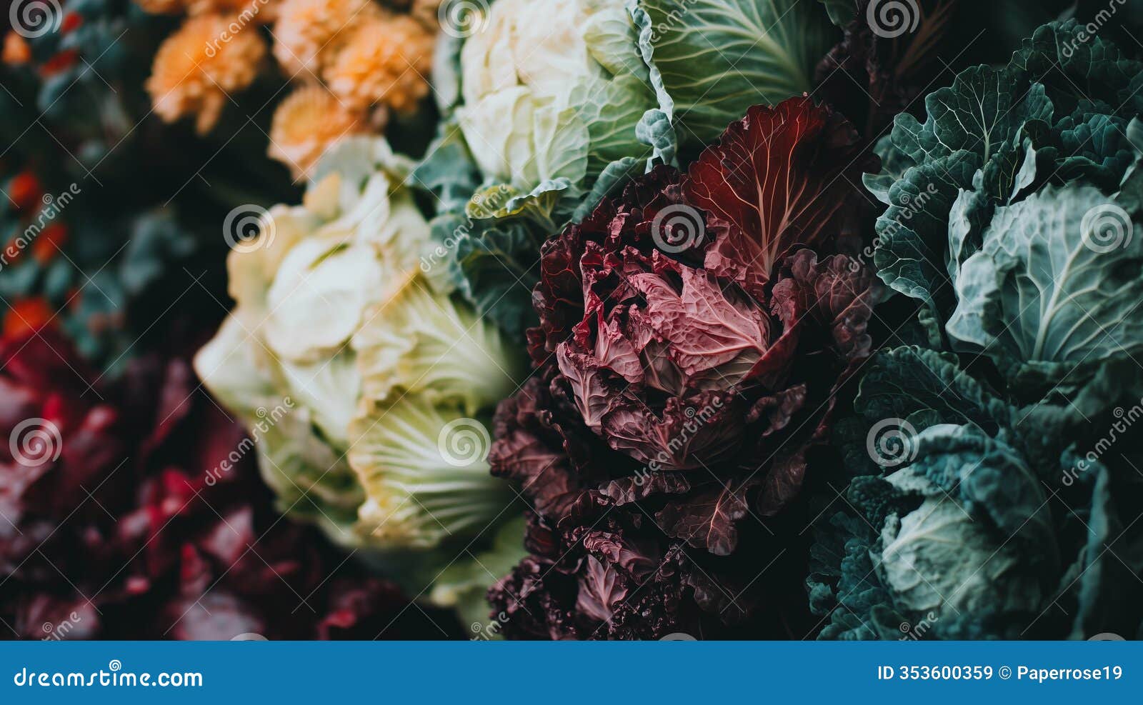 A Group of Different Cabbage Types, Including Red and Green Stock Image ...