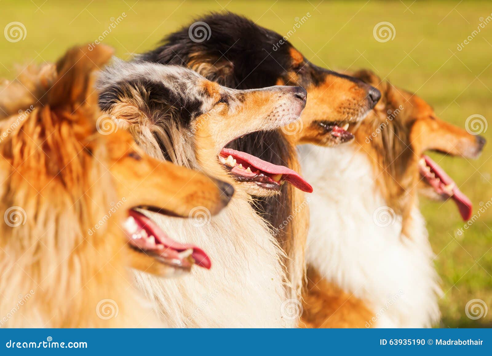 Group of Different Collies in a Row Stock Photo - Image of landscape ...