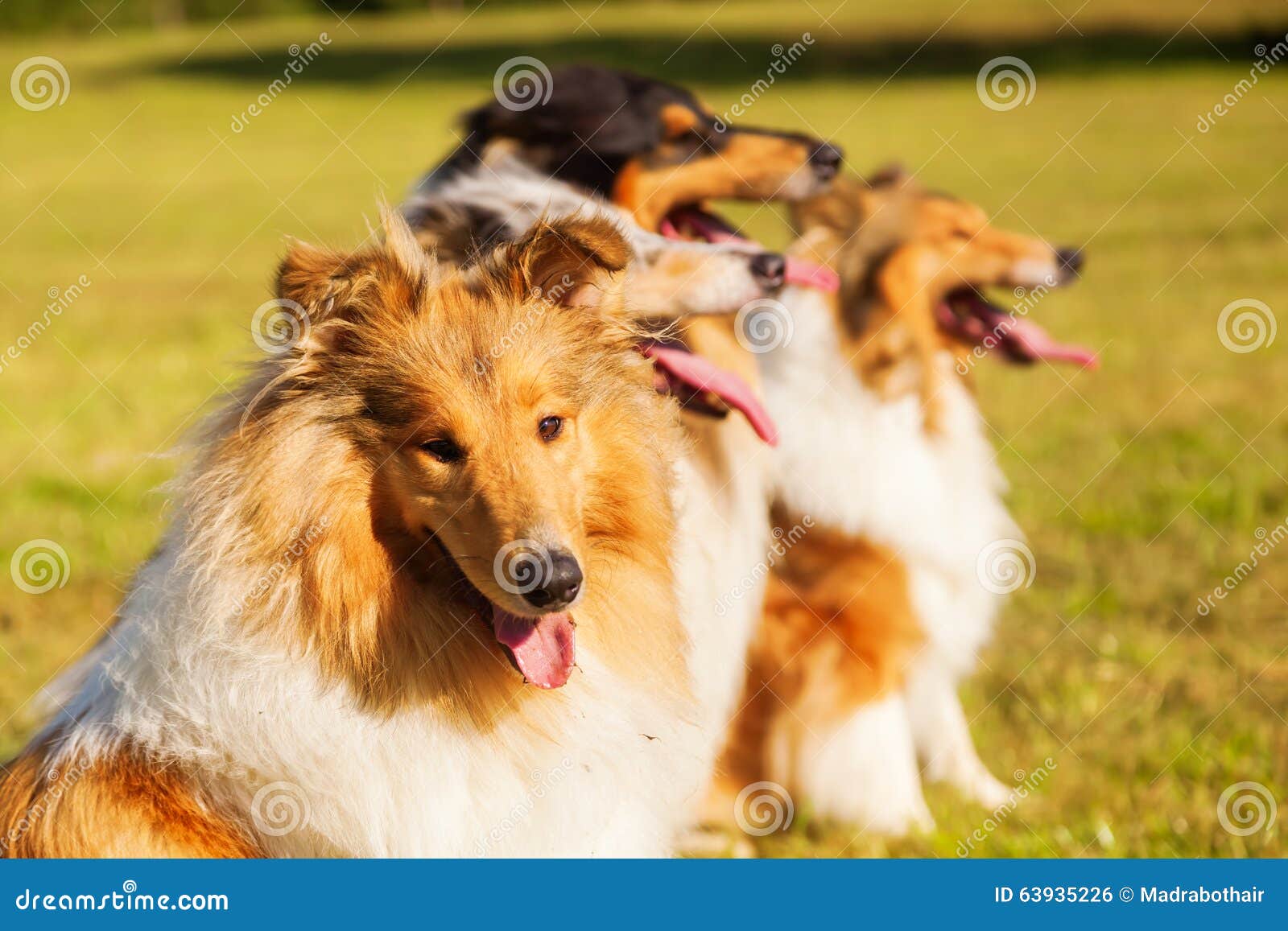 Group of Different Collies in a Row Stock Photo - Image of group ...