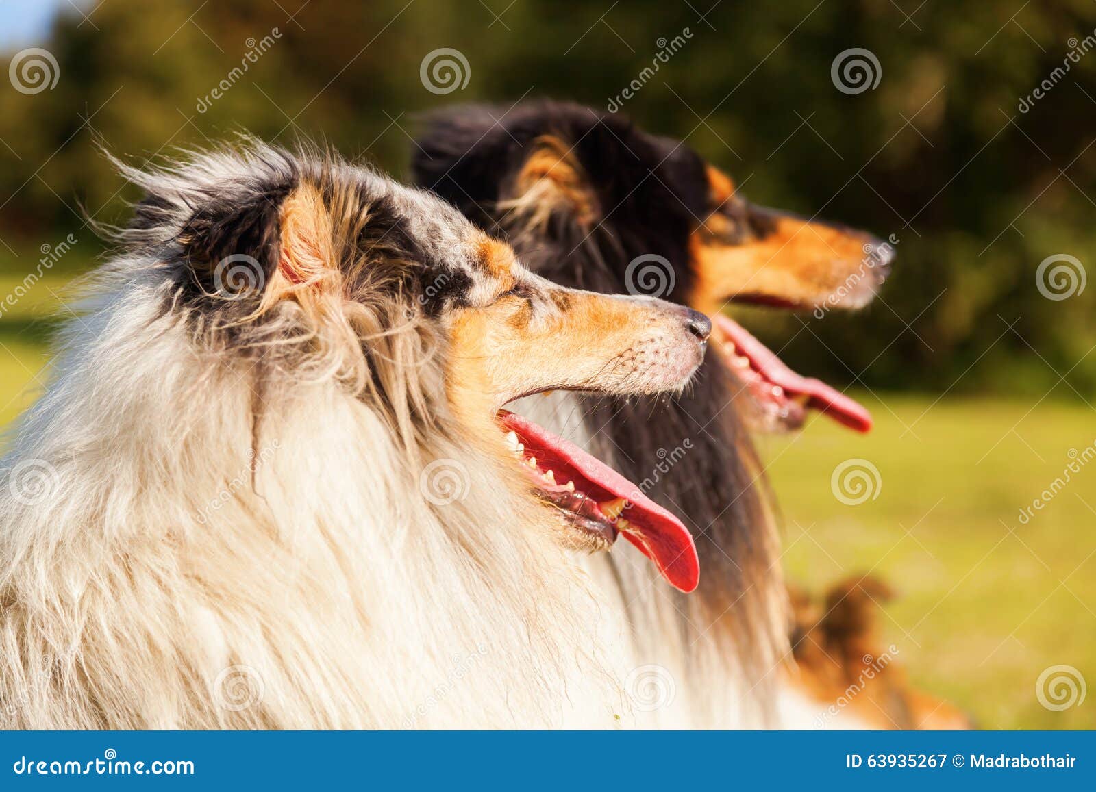 Group of Different Collies in a Row Stock Image - Image of portrait ...