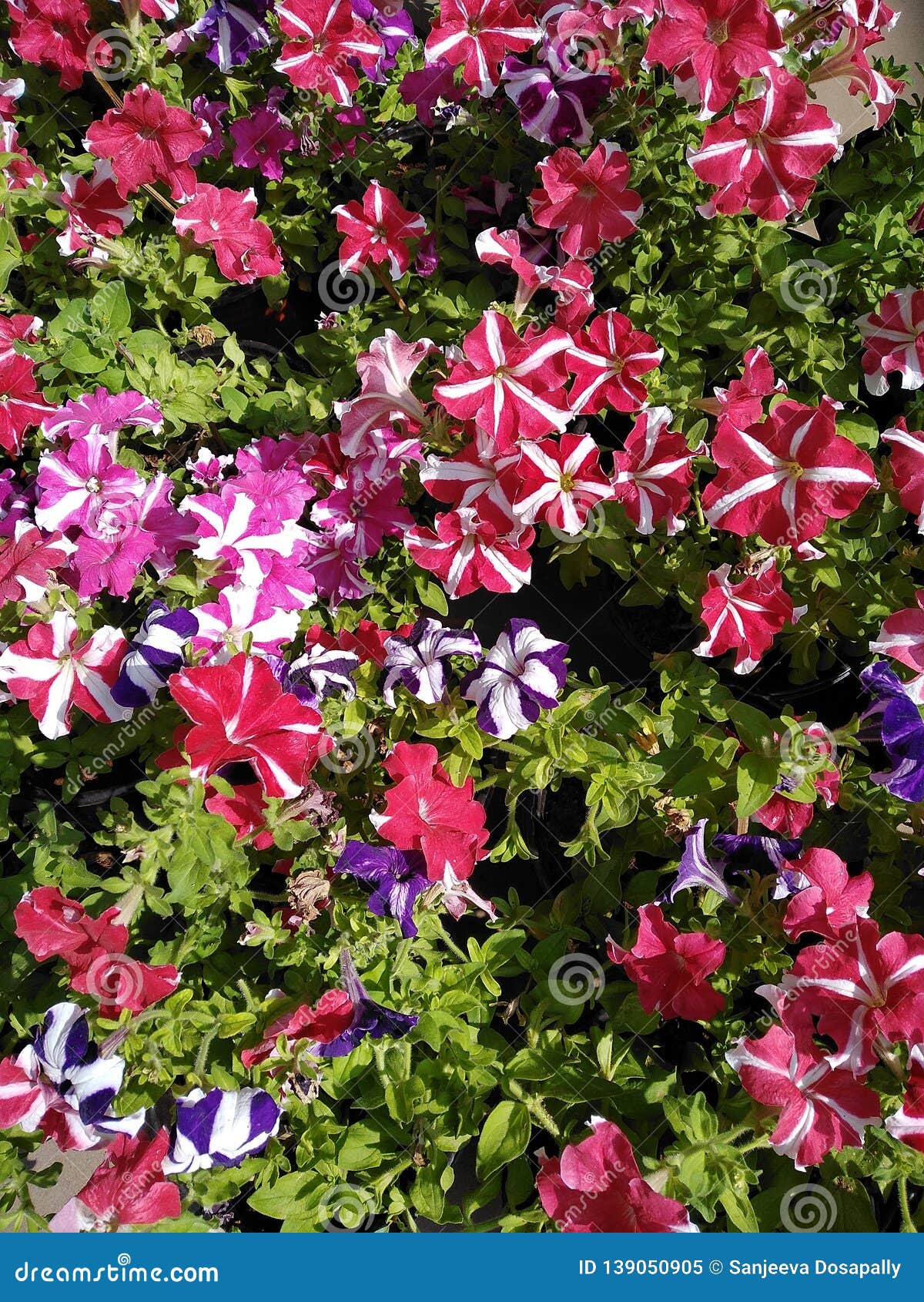 Group of Different Color Flowers Stock Image - Image of color, green ...