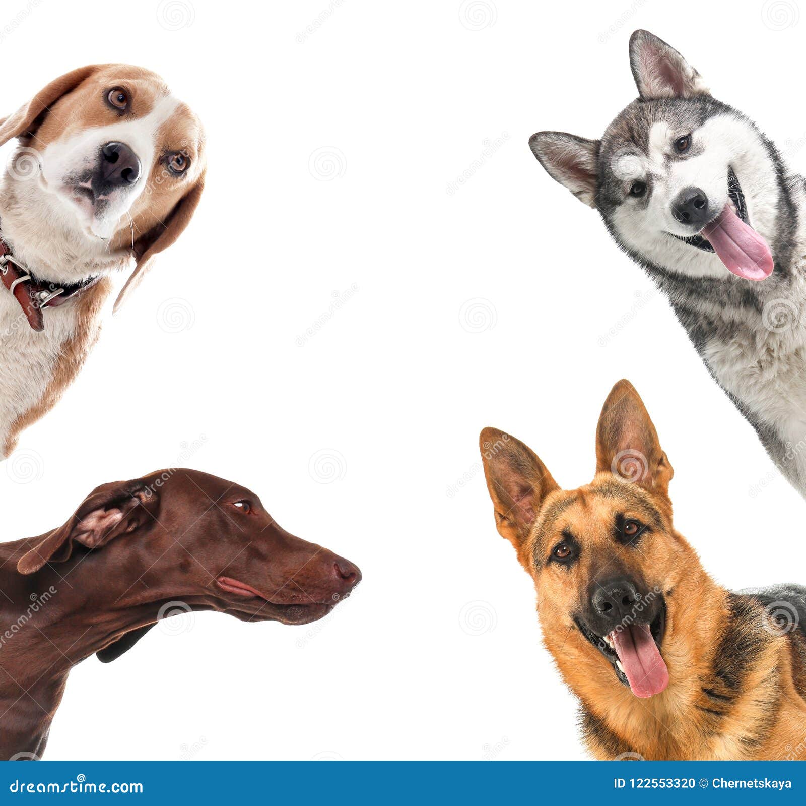 Group of different dogs stock photo. Image of mammal - 122553320