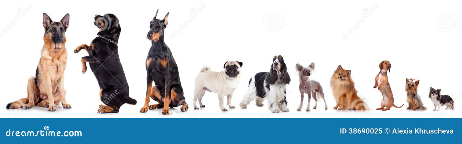 1,469 Single Dogs White Background Stock Photos - Free & Royalty-Free ...