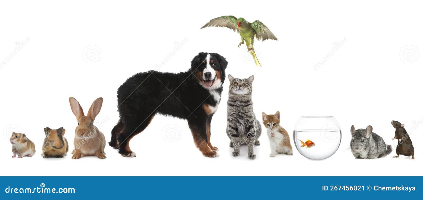 Group of Different Domestic Animals on White Background, Collage Stock ...