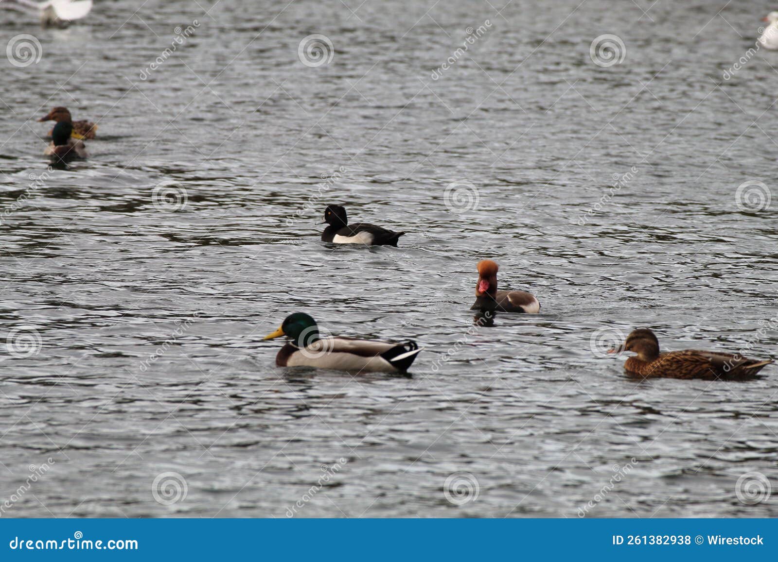 Group of Different Ducks Swimming in a Lake Stock Photo - Image of ...