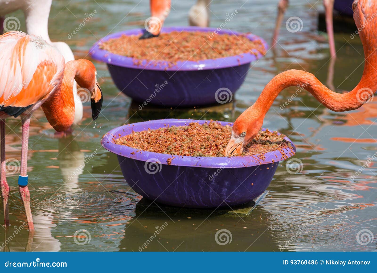Group of Different Flamingo Feeding in the Zoo Stock Photo - Image of ...