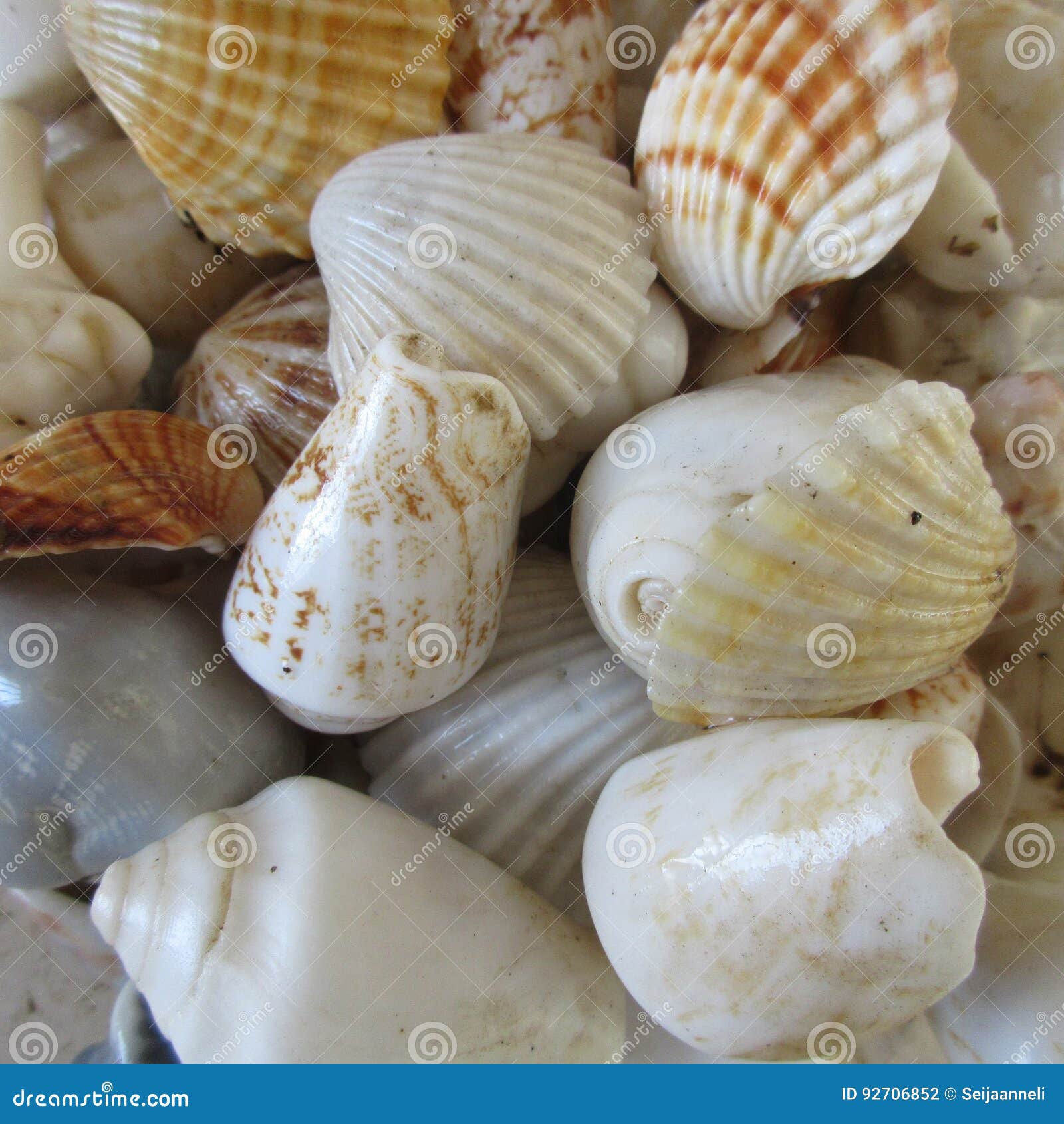 Group of Different Kind of Natural Beautiful Shells Together Stock ...