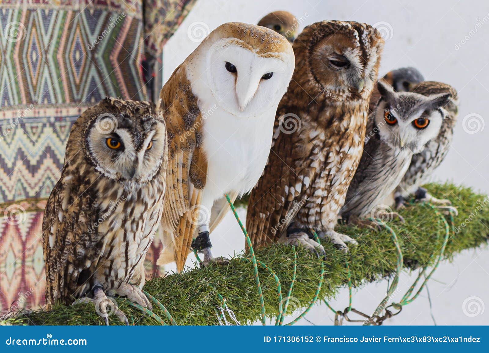 Group of Different Owl Races Stock Photo - Image of outside, face ...