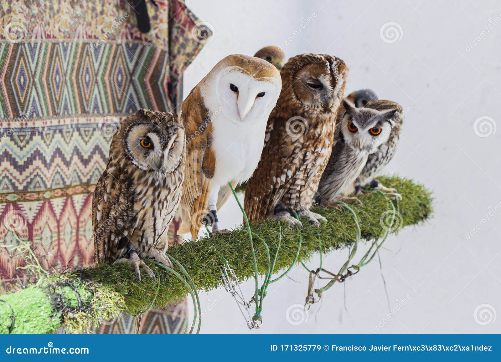 Group of Different Owl Races Stock Image - Image of east, gold: 171325779