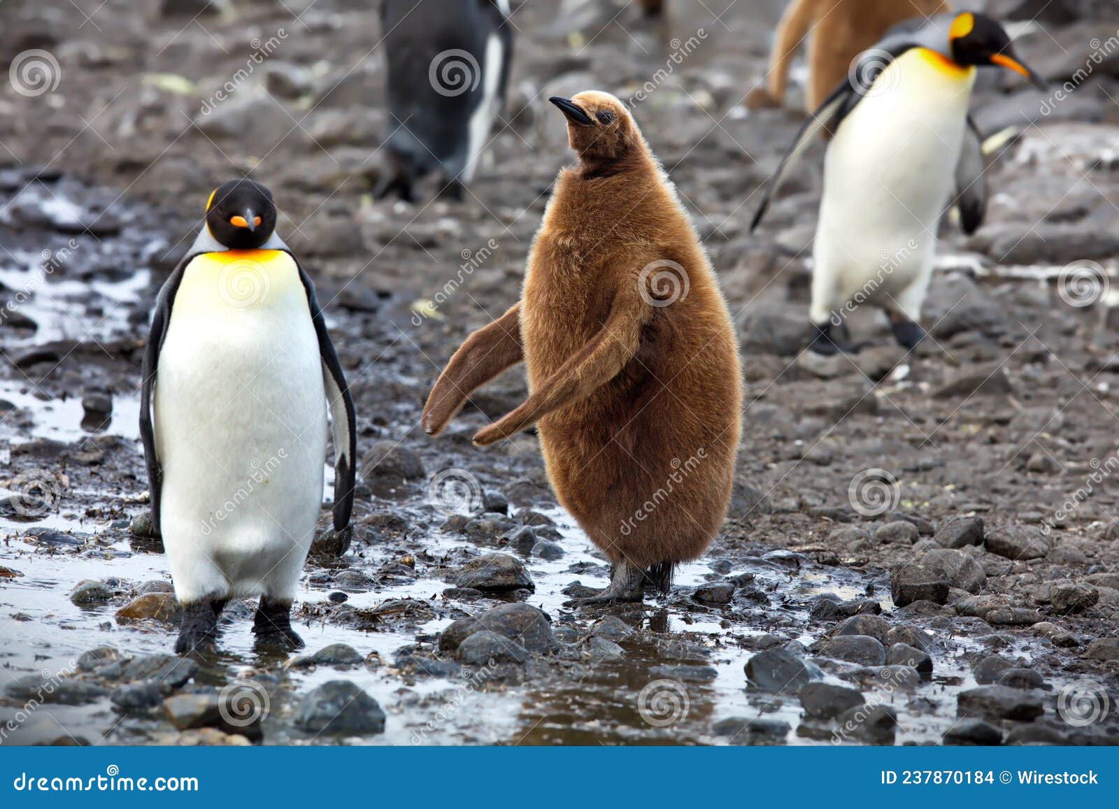Group of Different Penguin Species in South Georgia Stock Photo - Image ...