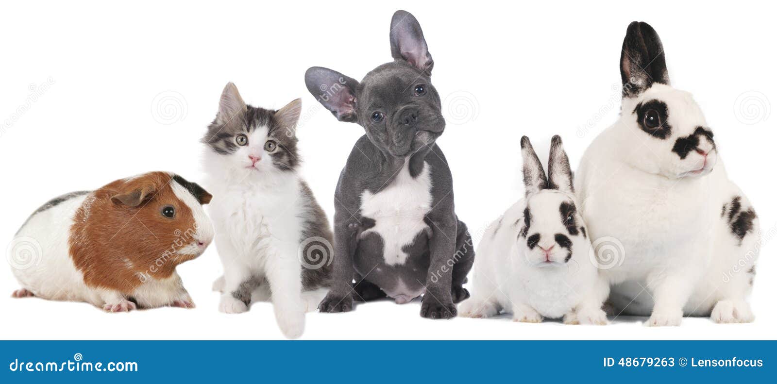 Group of different pets stock image. Image of guinea - 48679263