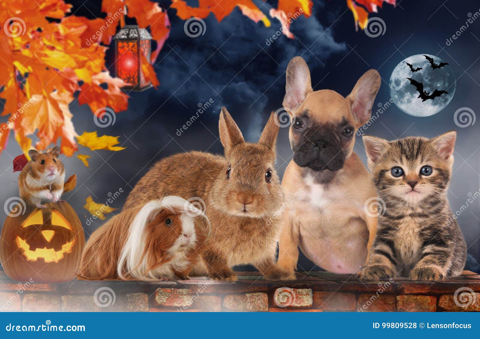 A Group of Different Pets on Halloween Stock Photo - Image of lapdog ...