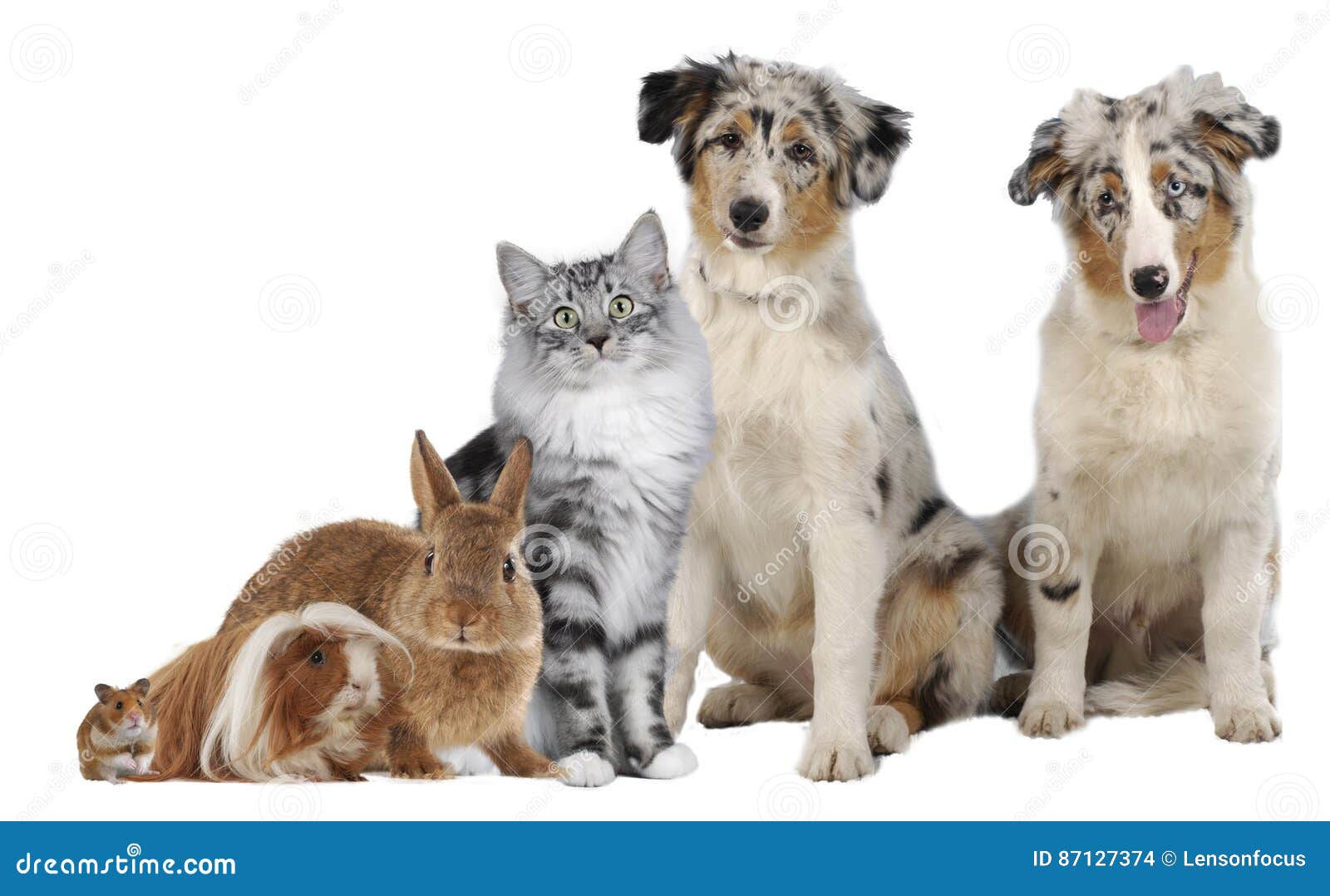 Group of different pets stock photo. Image of puppy, rabbit - 87127374