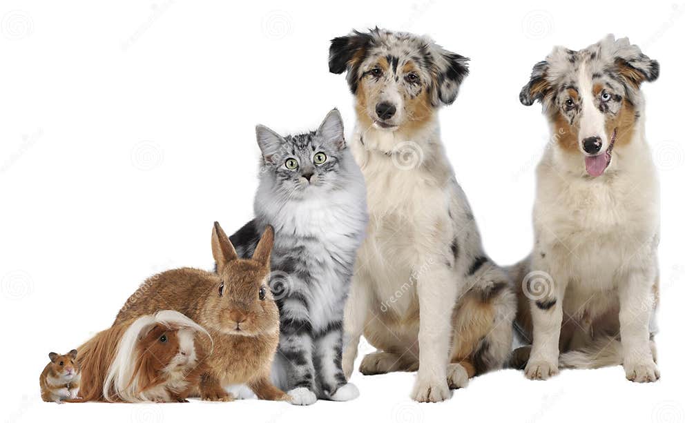 Group of different pets stock photo. Image of puppy, rabbit - 87127374