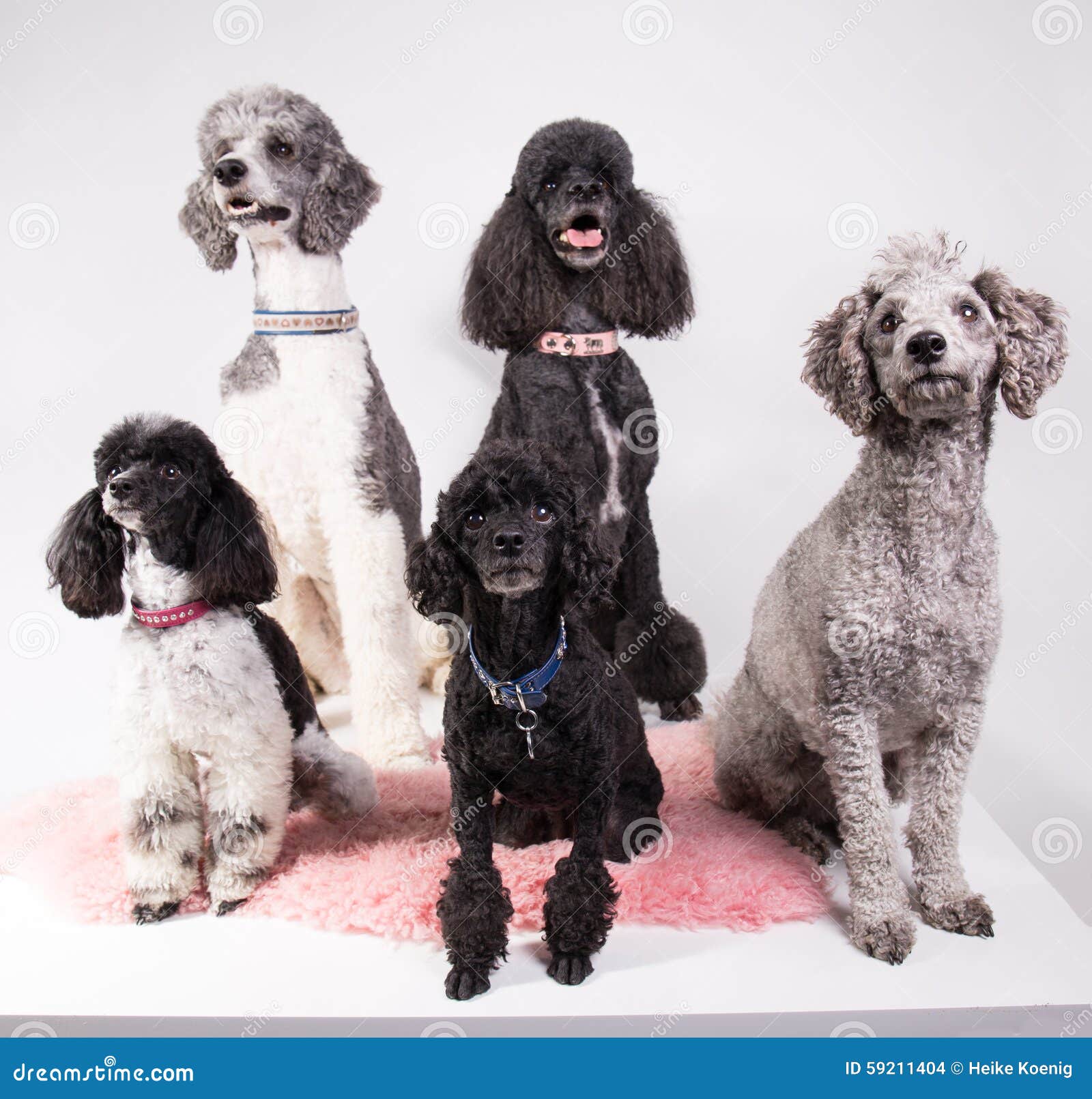 What Is A Group Of Poodles Called