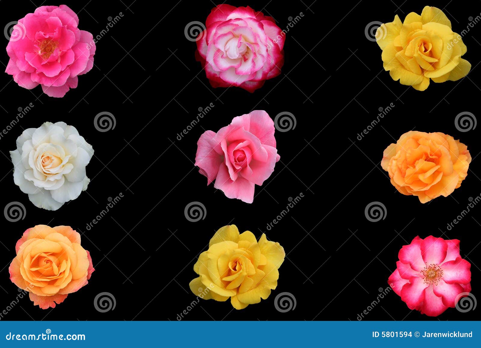 Group of Different Roses Isolated Stock Photo - Image of white, group ...