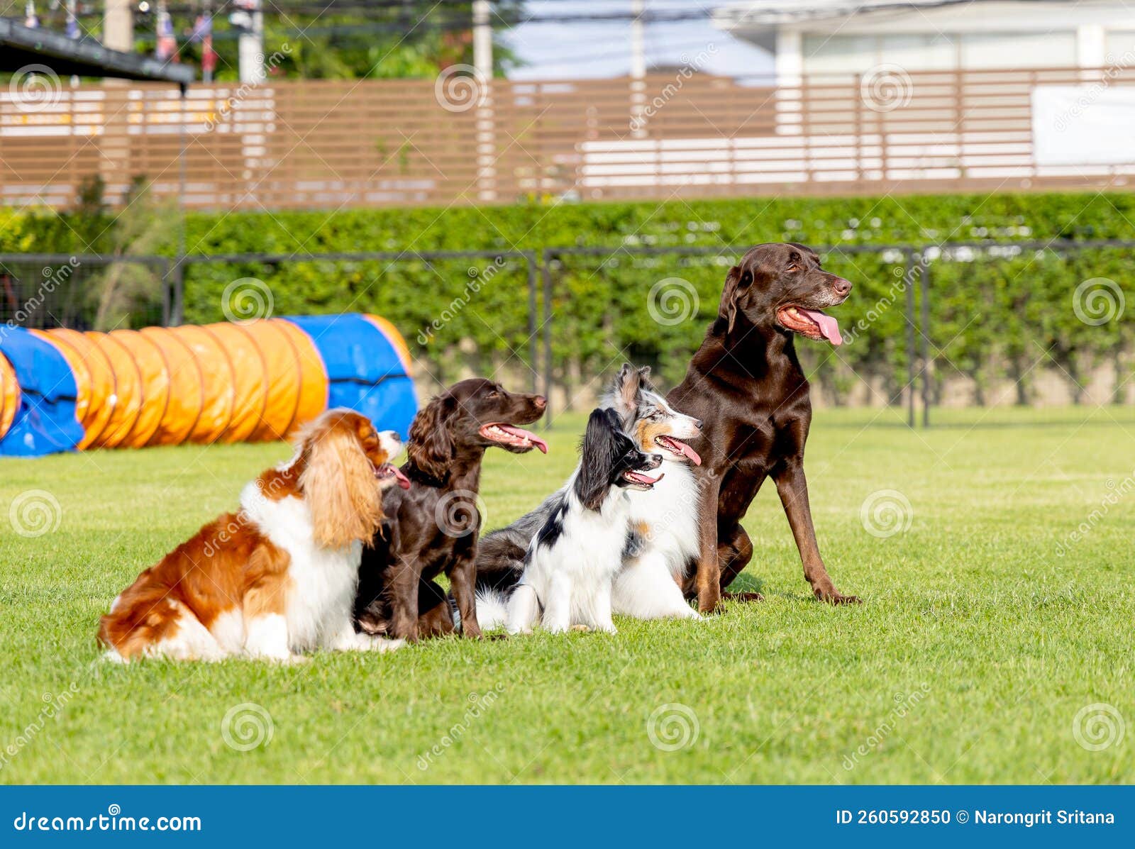 Group of Different Type Dogs Stand on Grass Field As Line Formation and ...