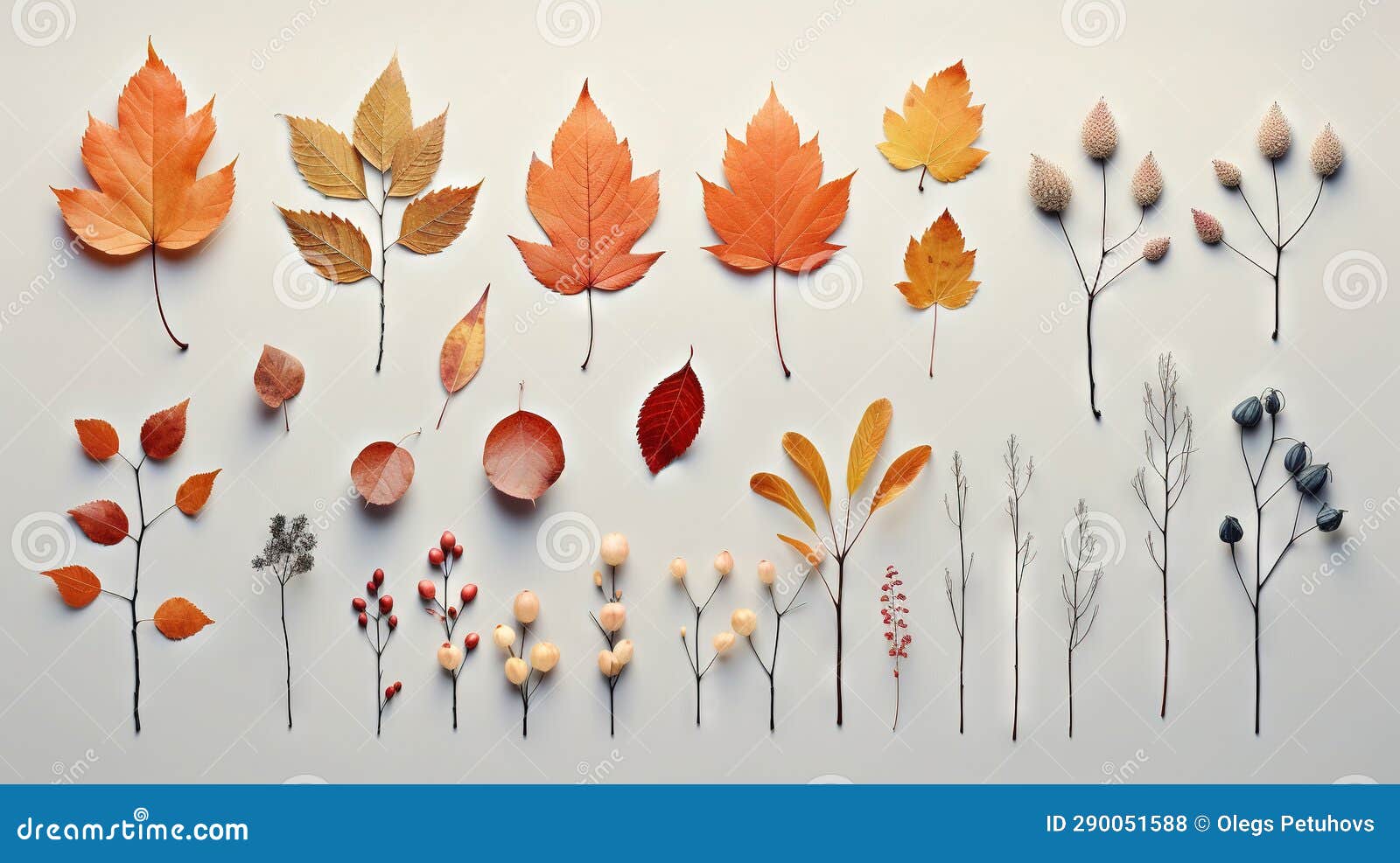 A Group of Different Types of Leaves on a White Surface Stock ...