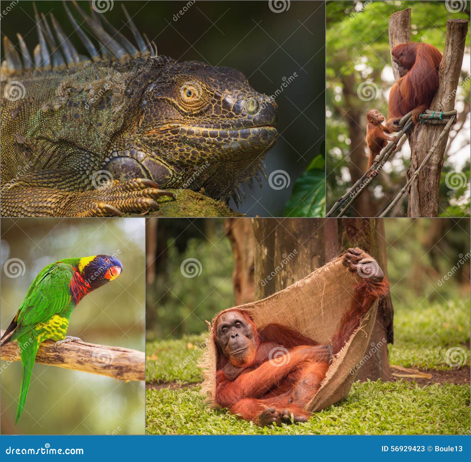 Group of Different Wild Animal Stock Image - Image of beak, orangutan ...