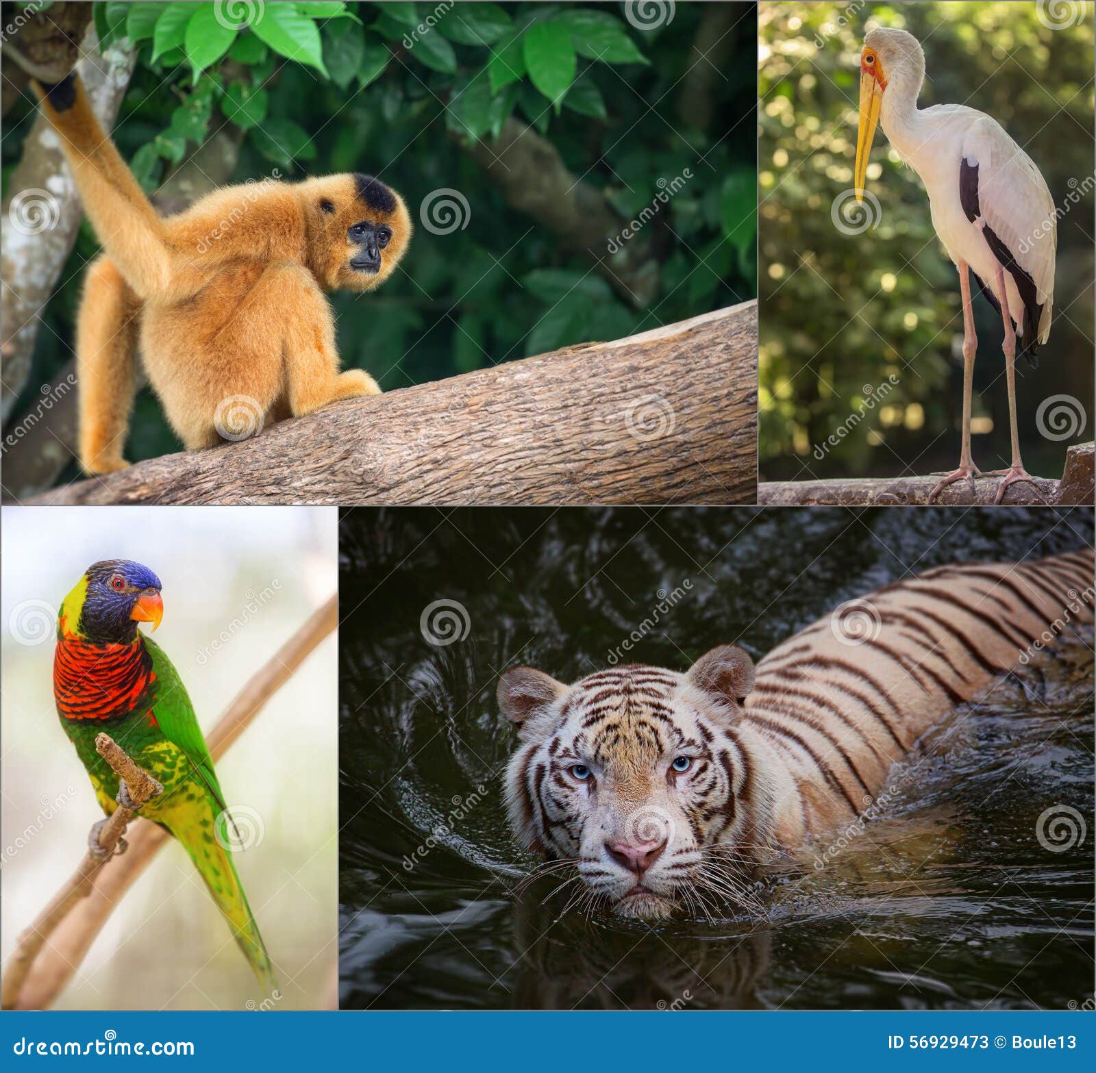 Group of Different Wild Animal Stock Image - Image of forest, parrot ...