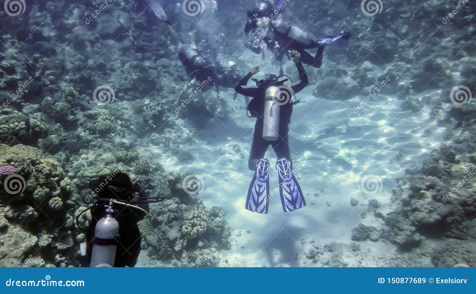 A Group of Divers at the Bottom of the Red Sea during a Shallow Depth ...